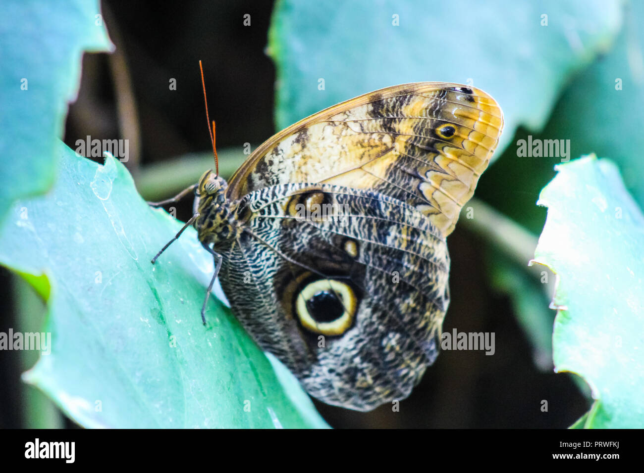 Beautiful butterfly in nature Stock Photo - Alamy