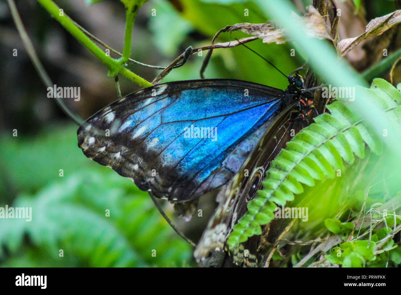 Brown butterfly resting Stock Photo - Alamy