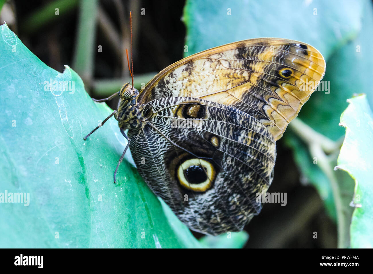 Beautiful butterfly in nature Stock Photo - Alamy