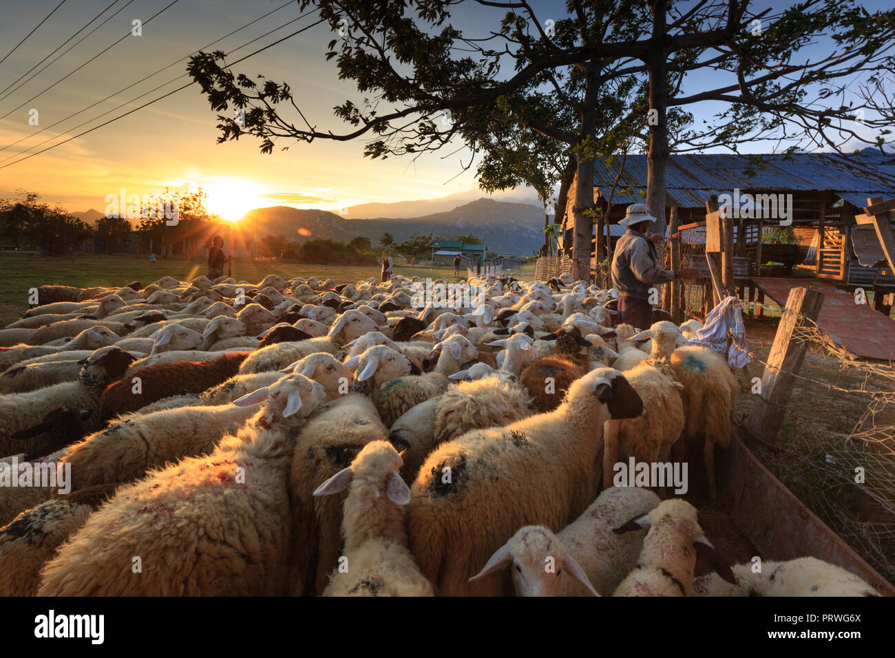 Shepherd and sheep at dusk hi-res stock photography and images - Alamy