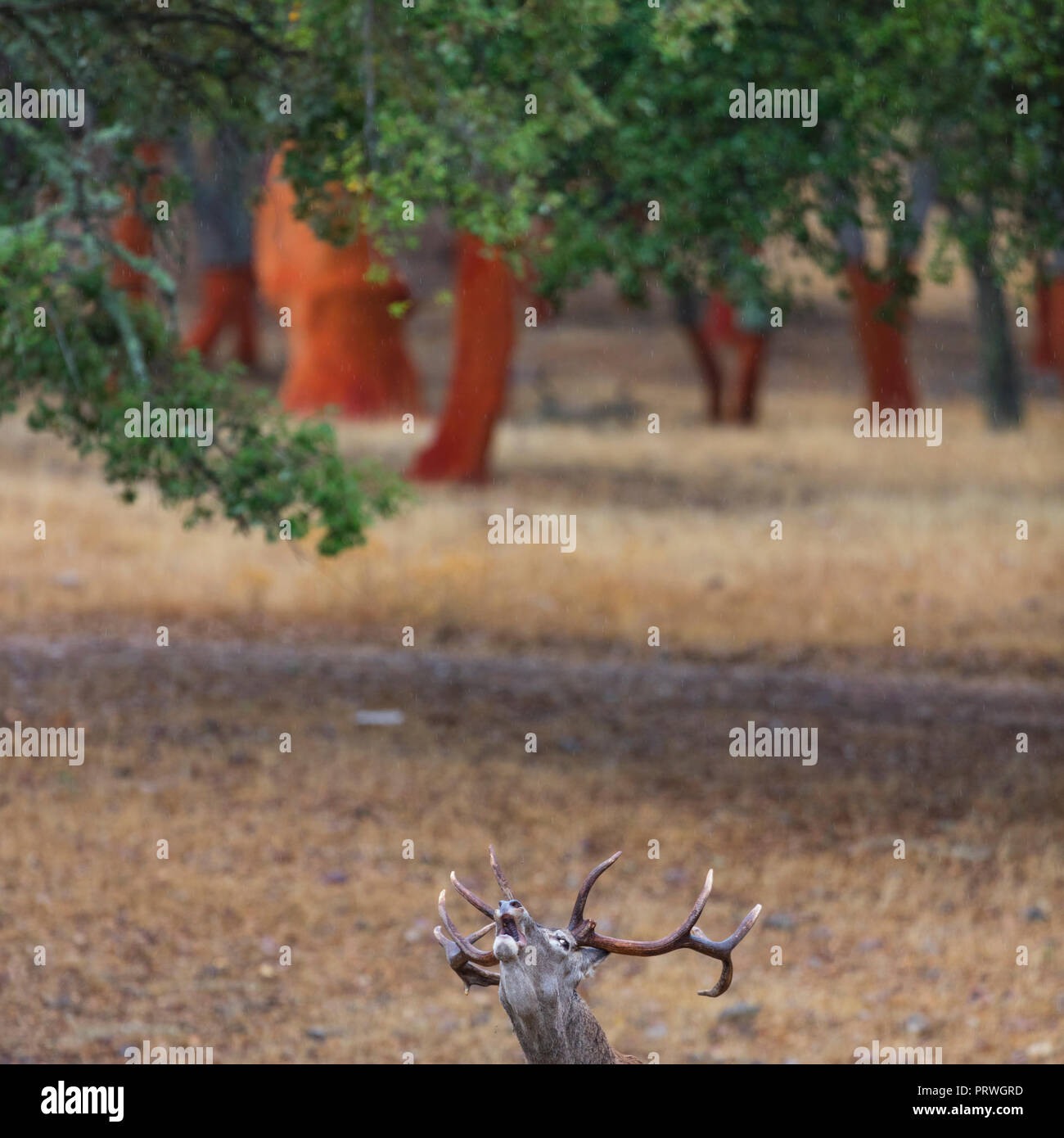 Sierra comun hi-res stock photography and images - Alamy