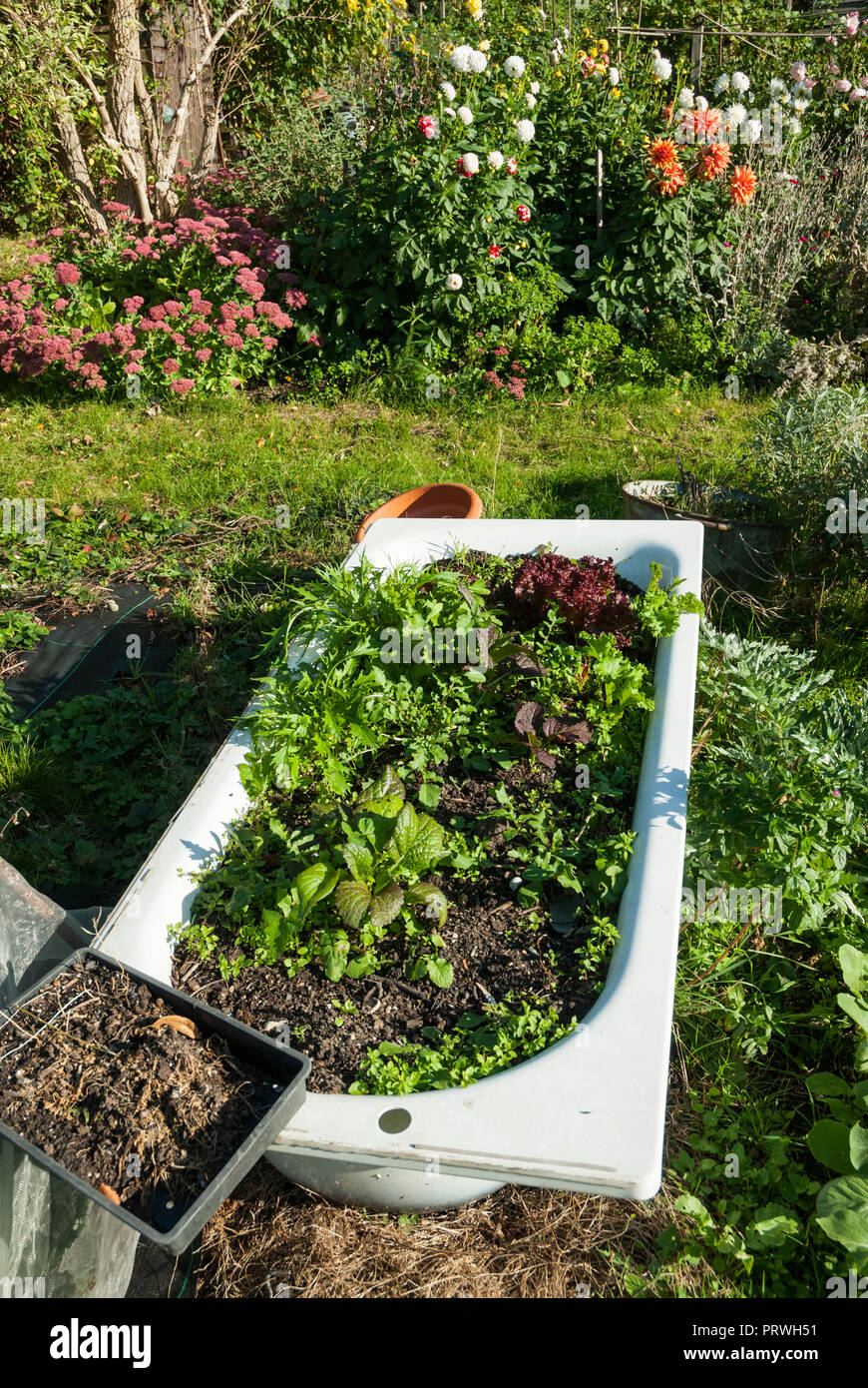 Potager container hi-res stock photography and images - Alamy