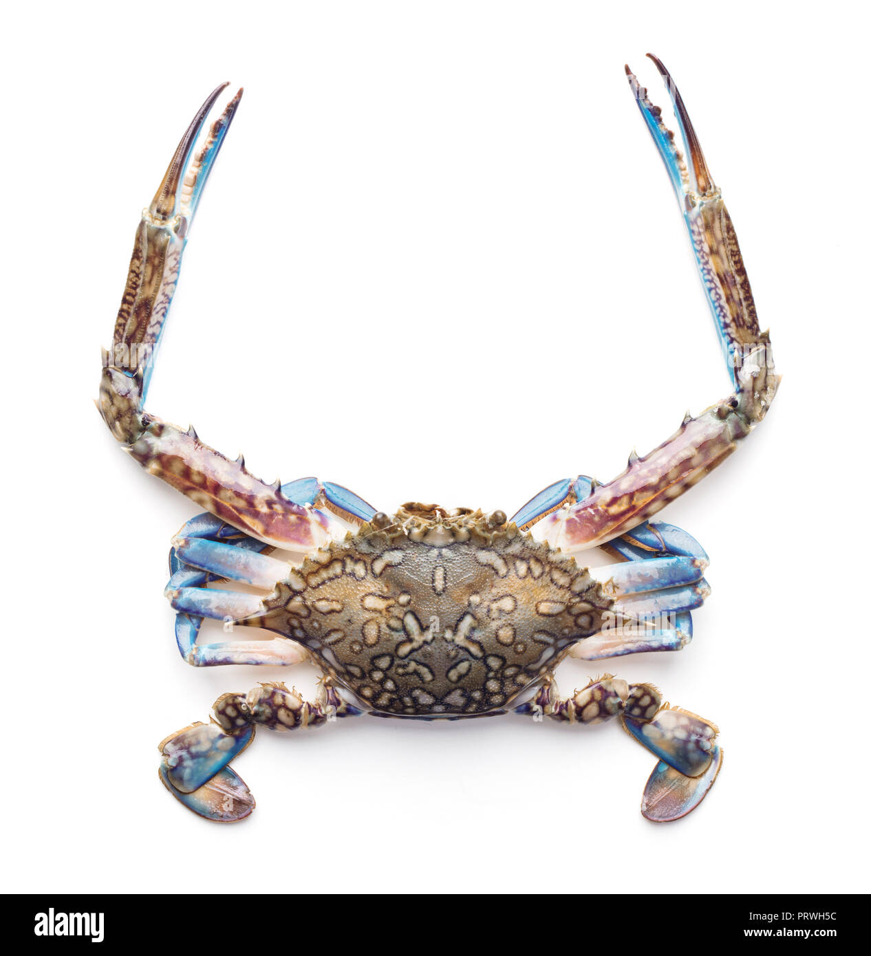 One claw crab hi-res stock photography and images - Alamy