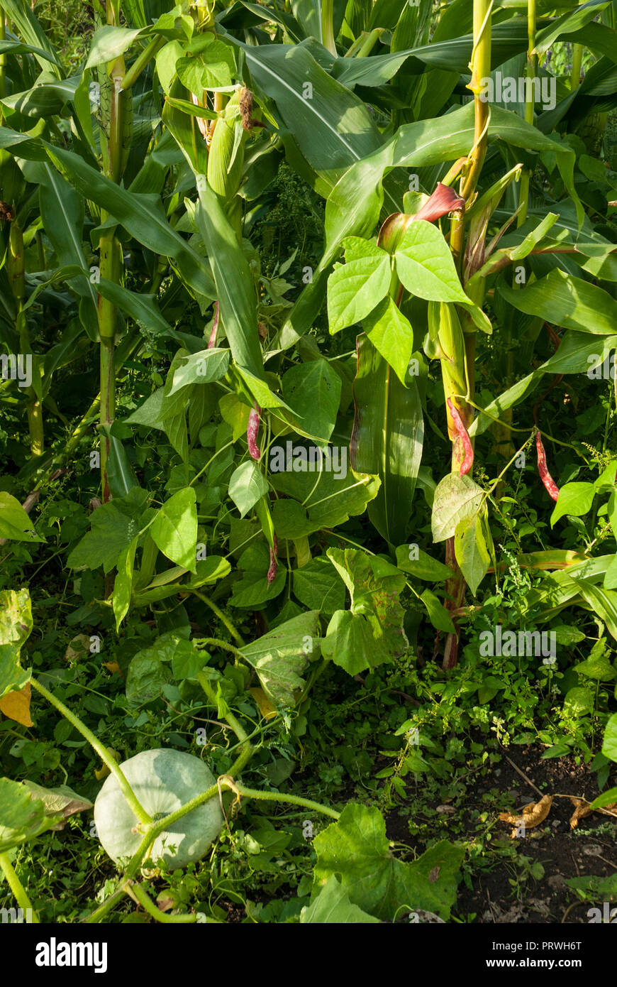 Three sisters garden maize hi-res stock photography and images - Alamy