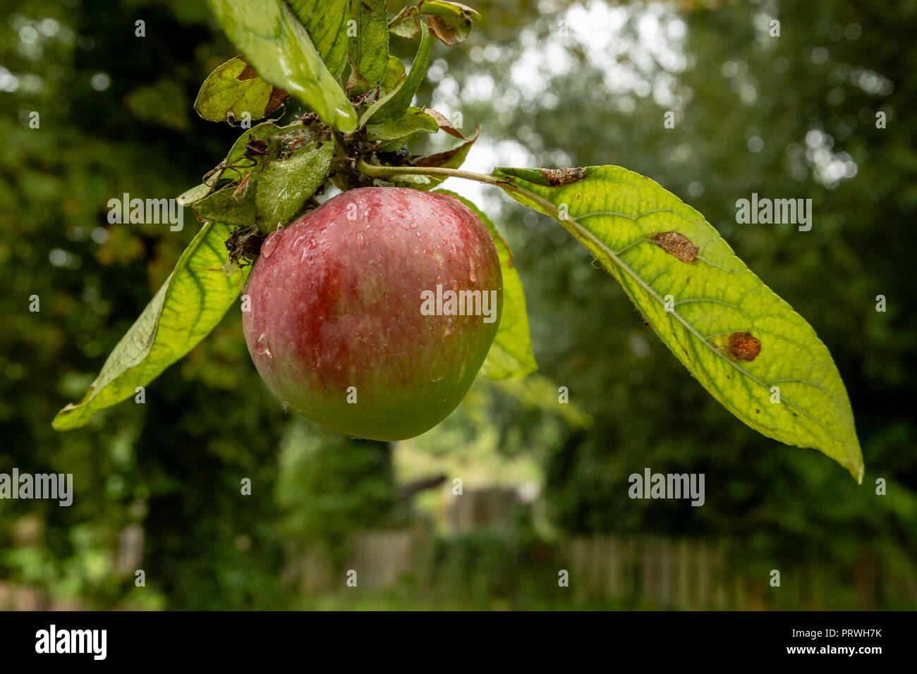 Cider apple harvest somerset england hi-res stock photography and ...