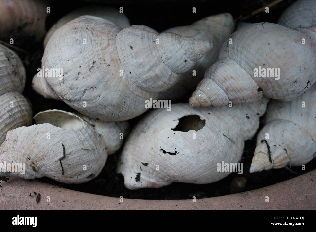 Canon shells hi-res stock photography and images - Alamy