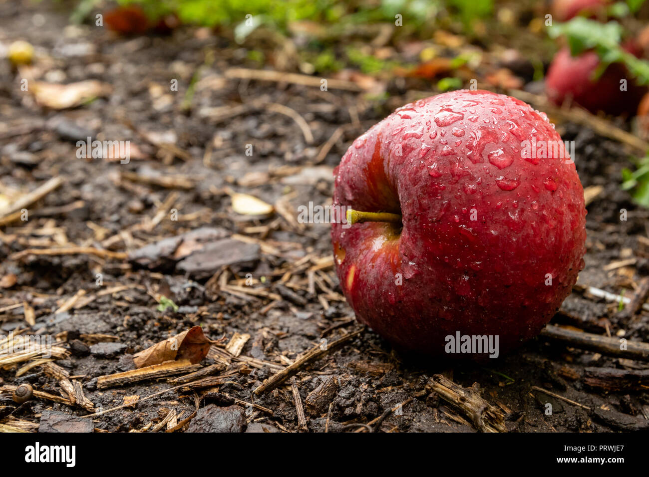 Red apple on the ground, fallen from a tree during harvest season ...