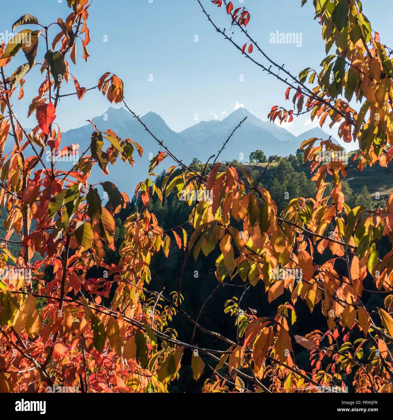 Autumn alpine scene in the village of Lignan, Aosta Valley, NW Italy ...