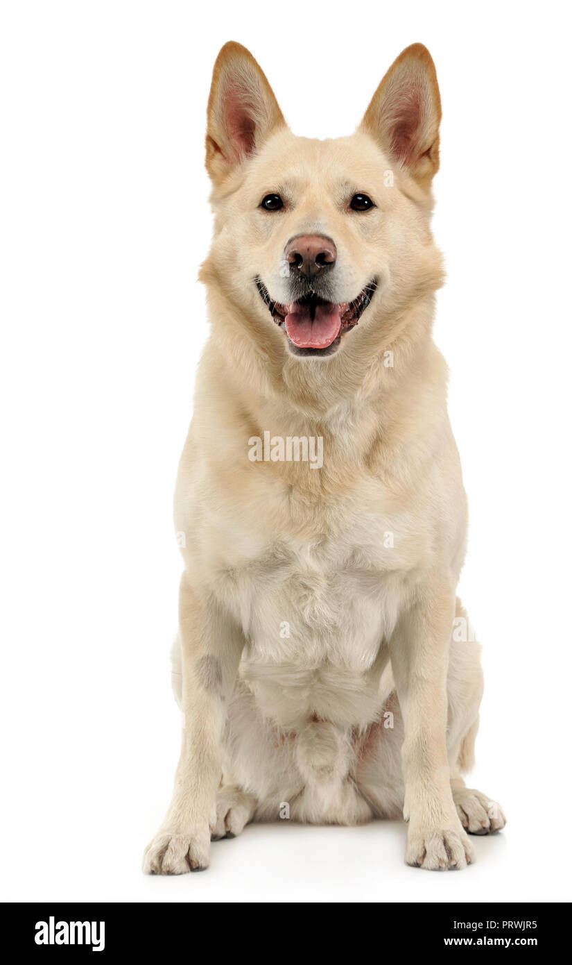 smiley dog sitting in white backgroud studio Stock Photo - Alamy