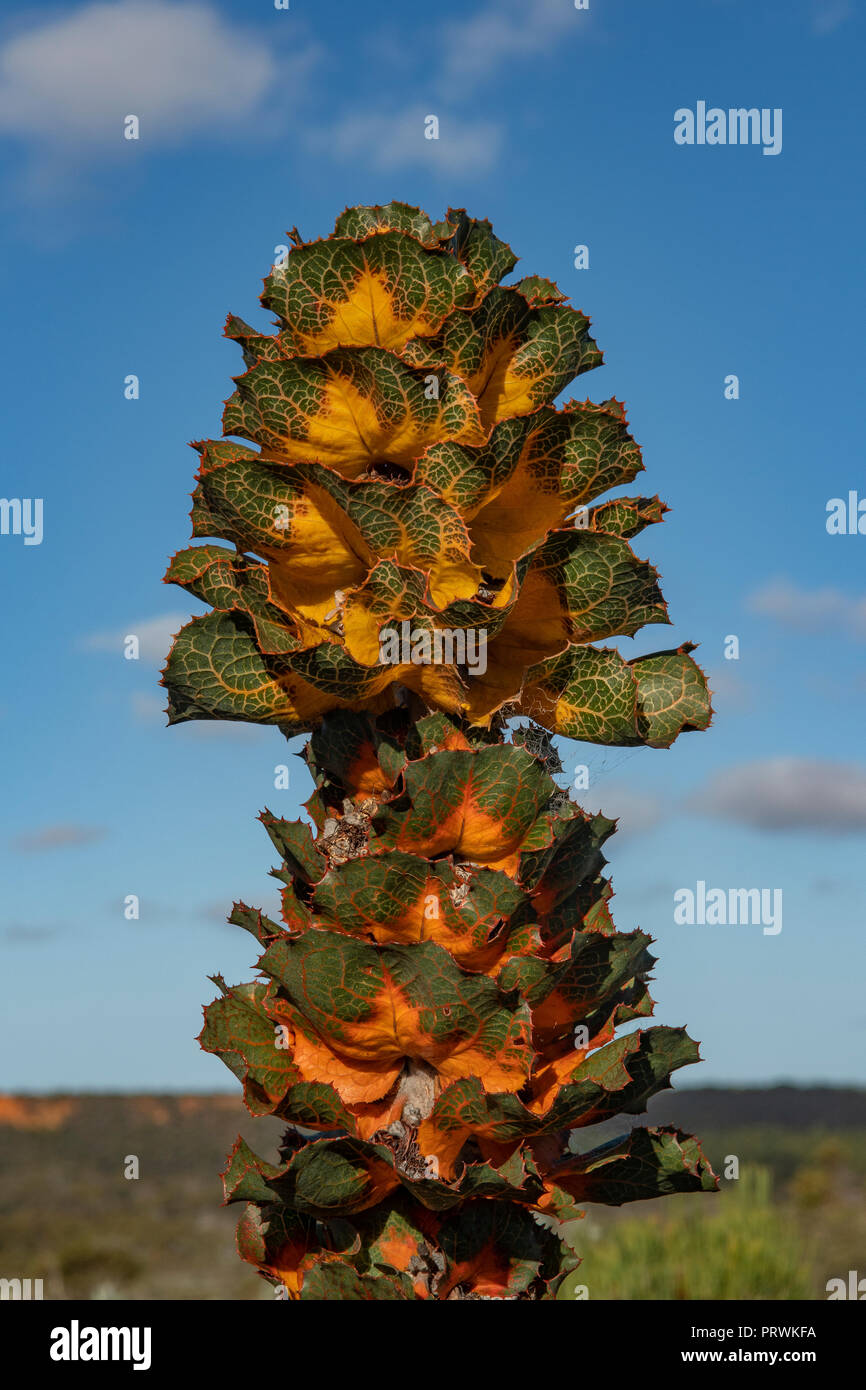 Hakea victoria, Royal Hakea Stock Photo - Alamy