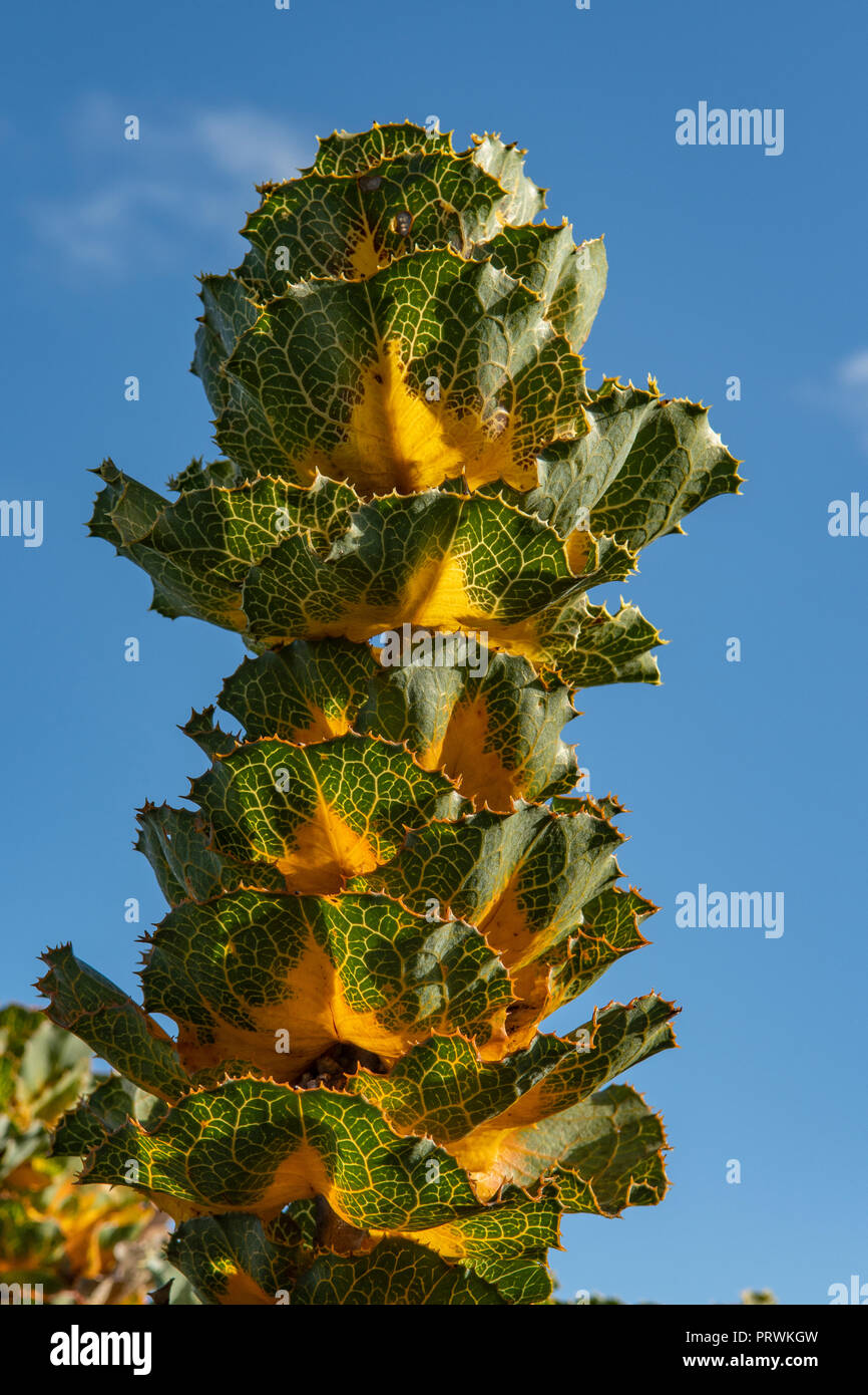Hakea australian native flora hi-res stock photography and images - Alamy