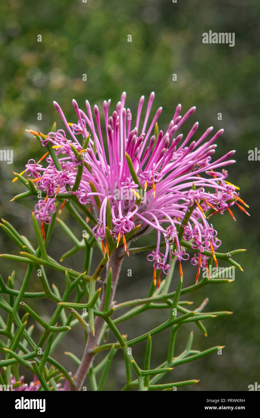 Formosus hi-res stock photography and images - Alamy