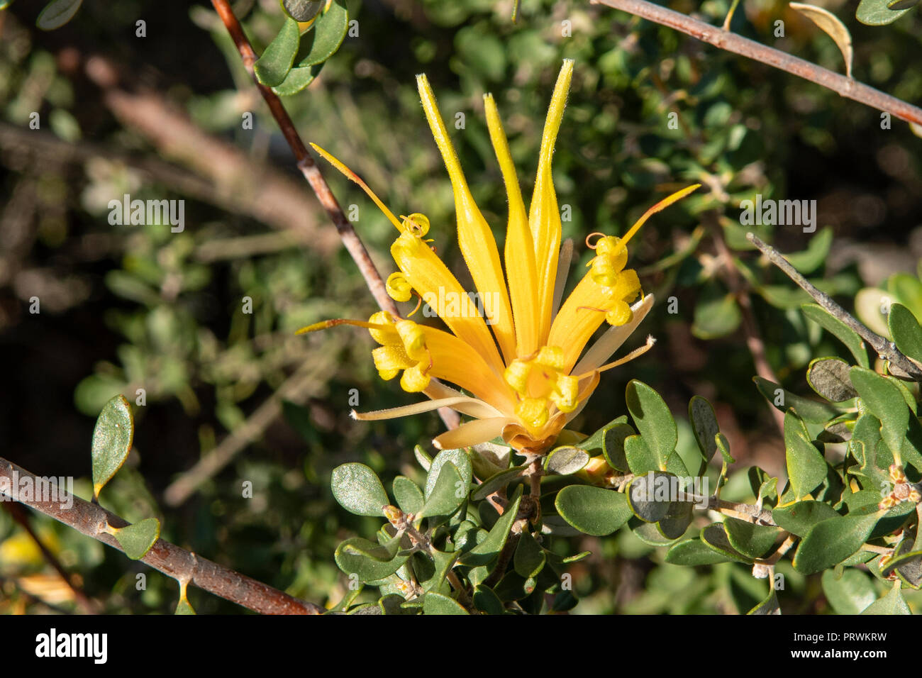 Lambertia inermis subsp, Yellow Chittick Stock Photo - Alamy