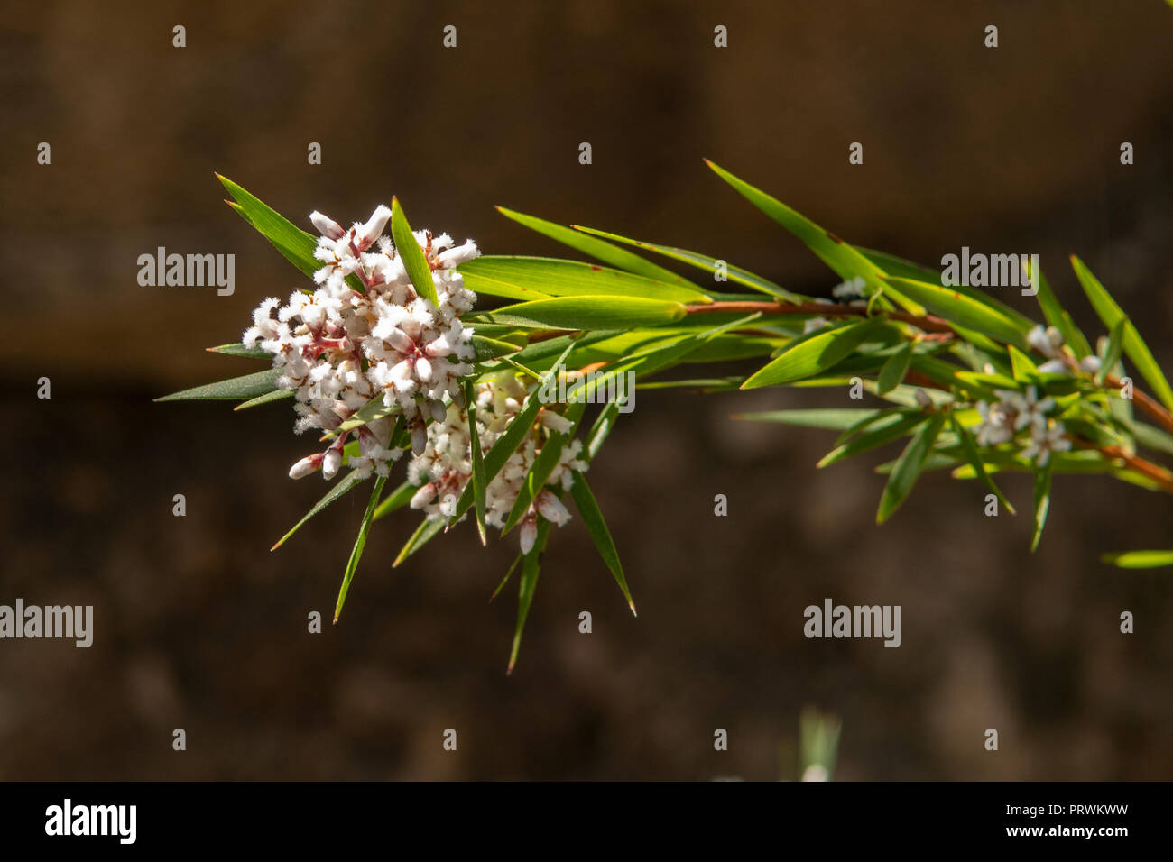 Leucopogon High Resolution Stock Photography and Images - Alamy