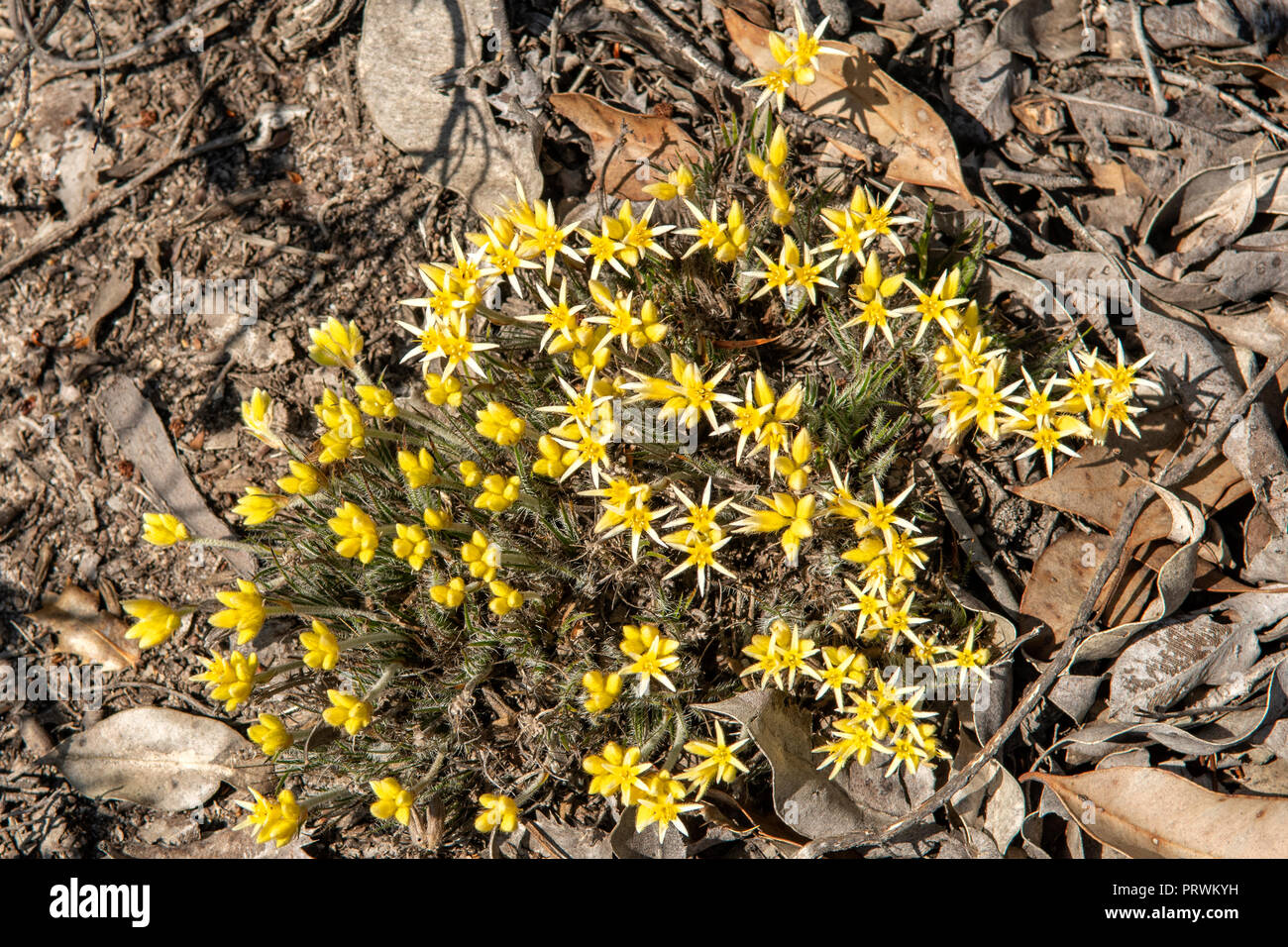 Sheath plant hi-res stock photography and images - Alamy