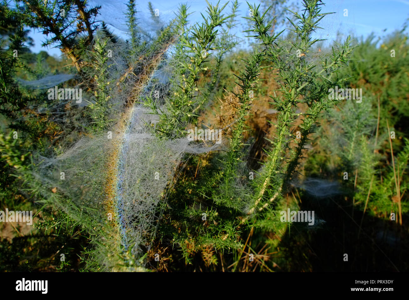 Chailey Common nature reserve, East Sussex. UK. 5th October 2018 ...