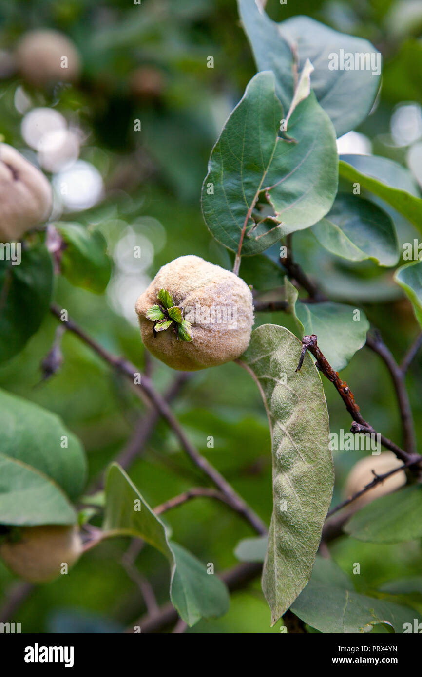 Organic apple quince in the garden. Close up view of apple quince ...
