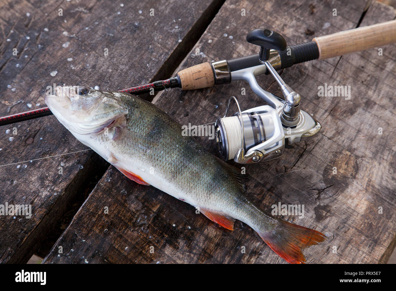 Trophy fish fishing rod hi-res stock photography and images - Alamy