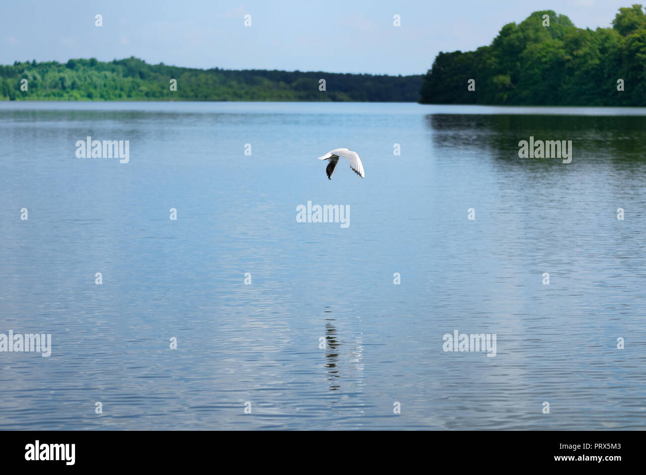 Flying bird over water with reflection hi-res stock photography and ...