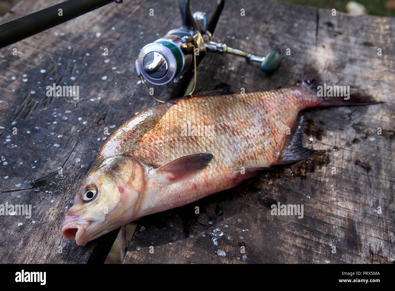 Fishing concept, trophy catch - close up view of just taken from the ...