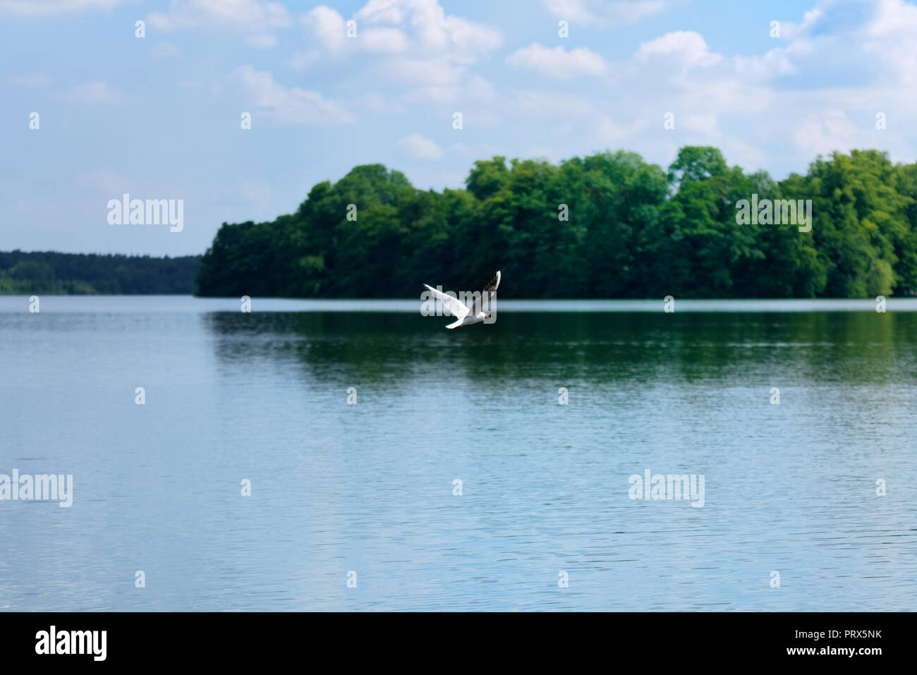 Flying bird over water with reflection hi-res stock photography and ...