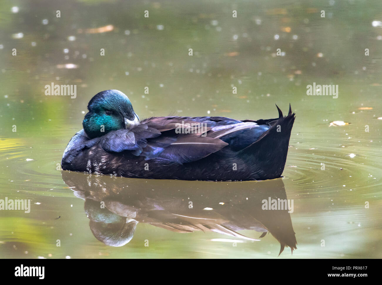 Mallard Species High Resolution Stock Photography and Images - Alamy