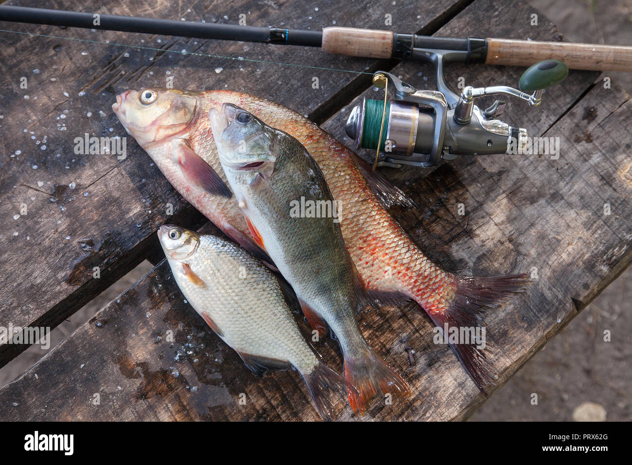 Good catch concept. Big freshwater common bream known as bronze bream ...