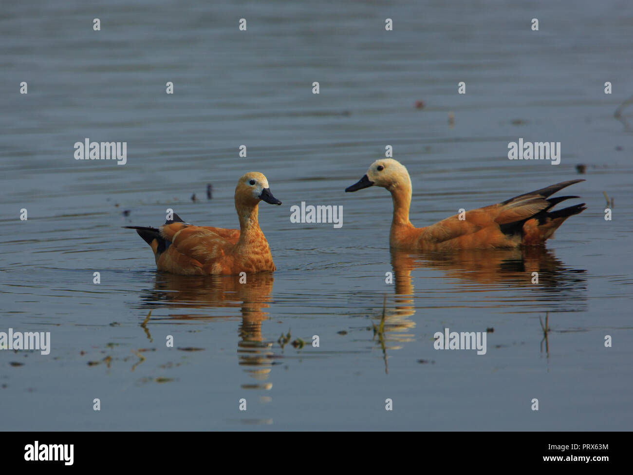 Duck ruddy shelduck hi-res stock photography and images - Alamy