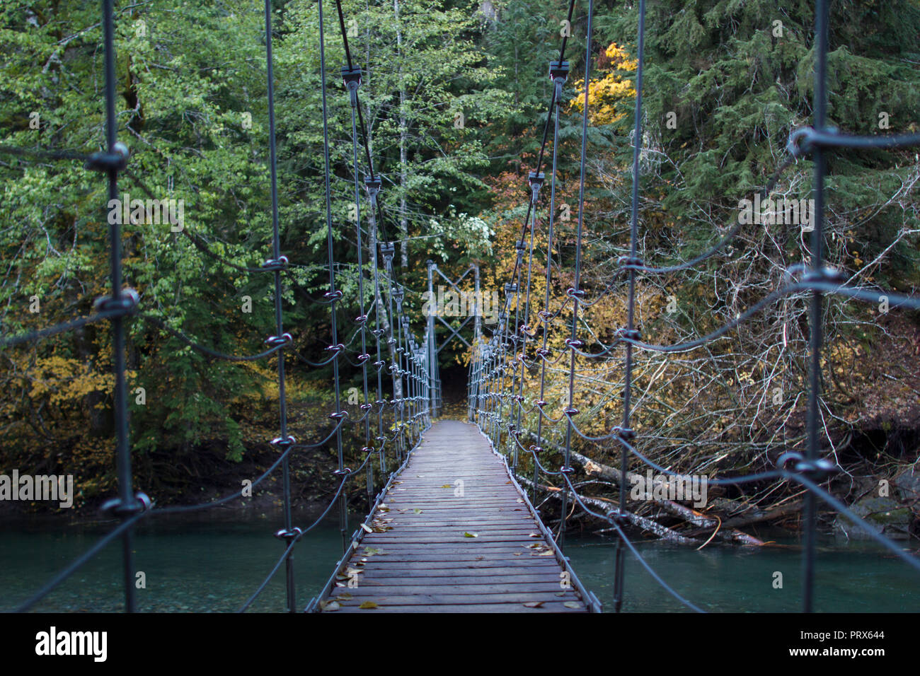 Rain rainforest bridge wood hi-res stock photography and images - Alamy