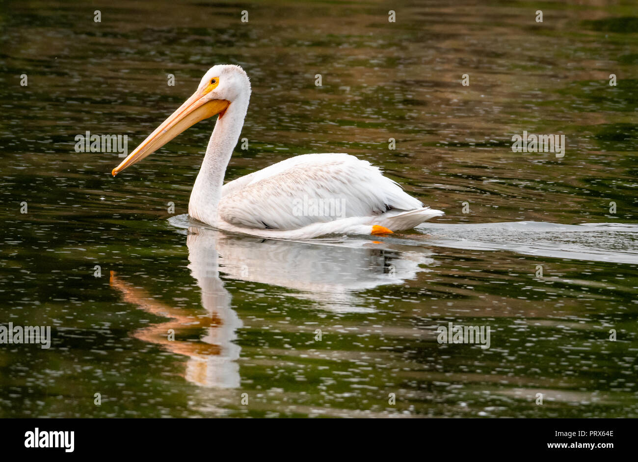 White Pelican in a lake in Klamath Falls, Oregon Stock Photo - Alamy