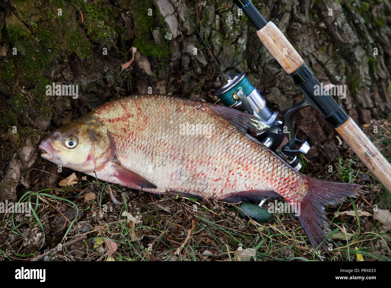 Good catch. Just taken from the water big freshwater common bream known ...
