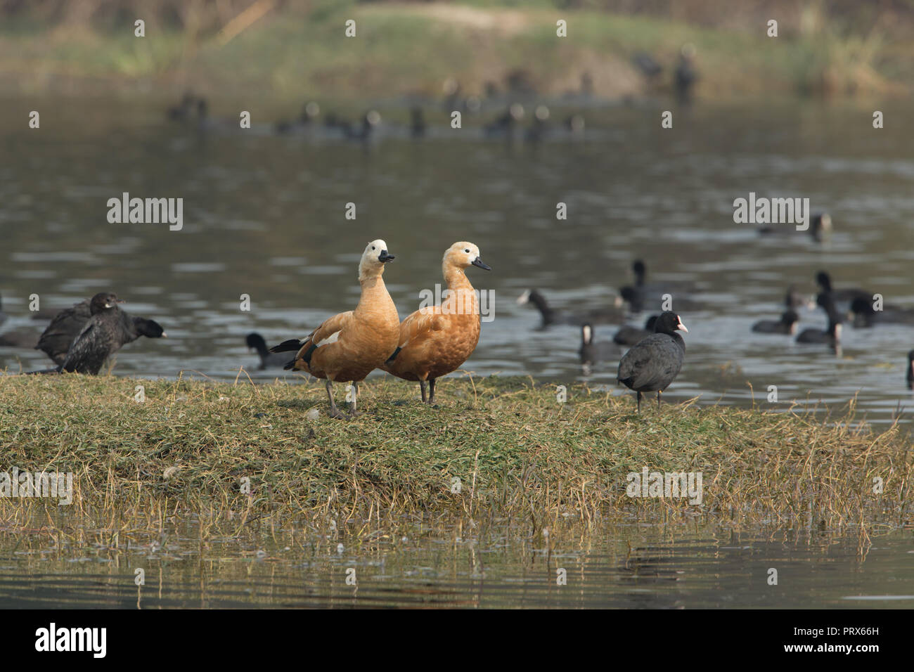 Shell duck hi-res stock photography and images - Alamy