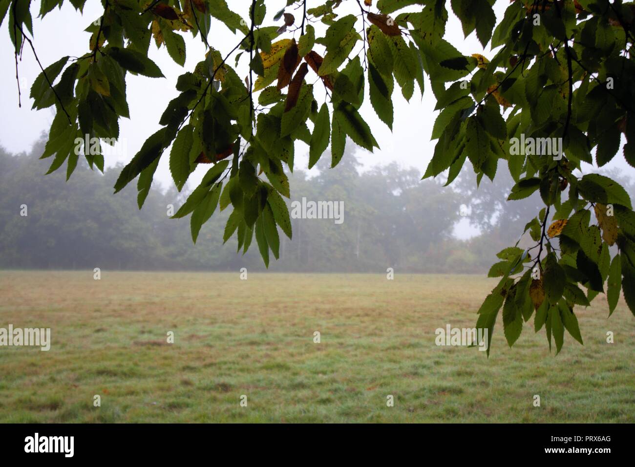 Under view leaves hi-res stock photography and images - Alamy
