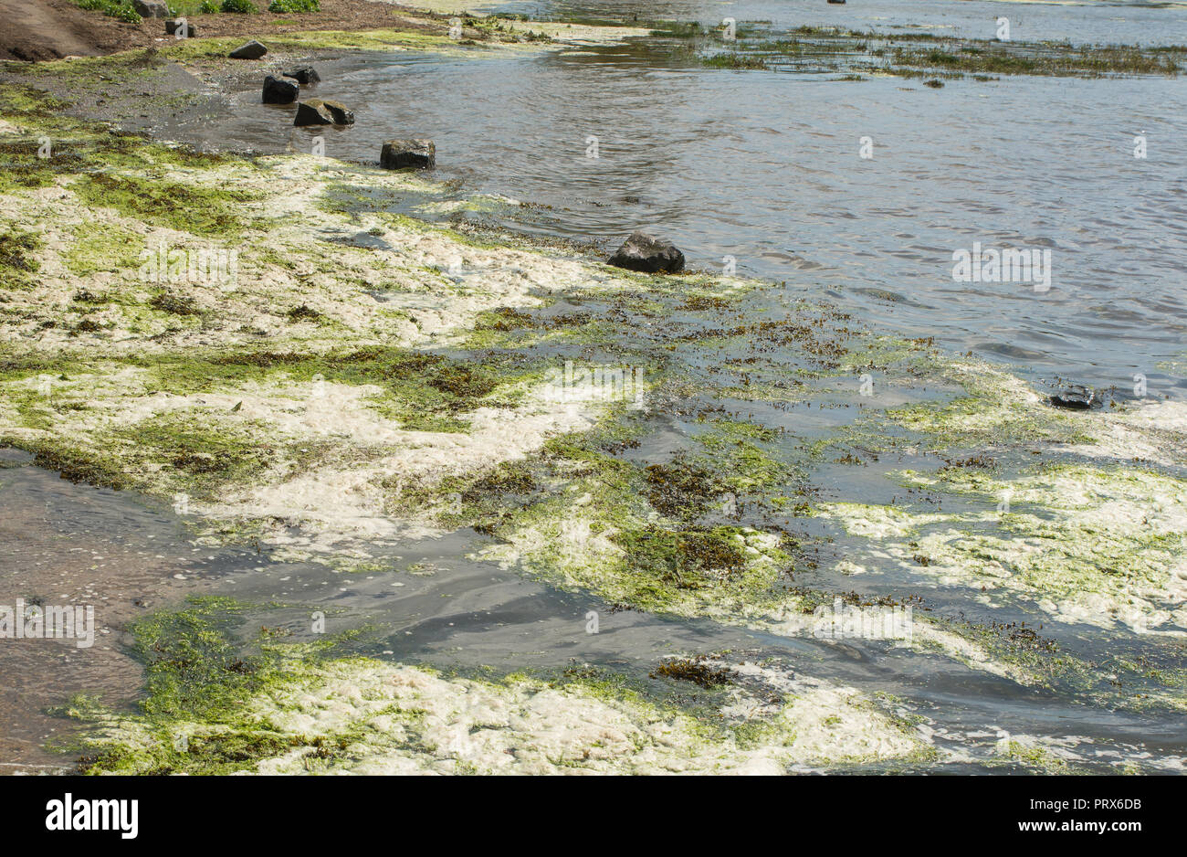 Algae, seaweed and scum at the waters edge, Bosham in Chichester ...