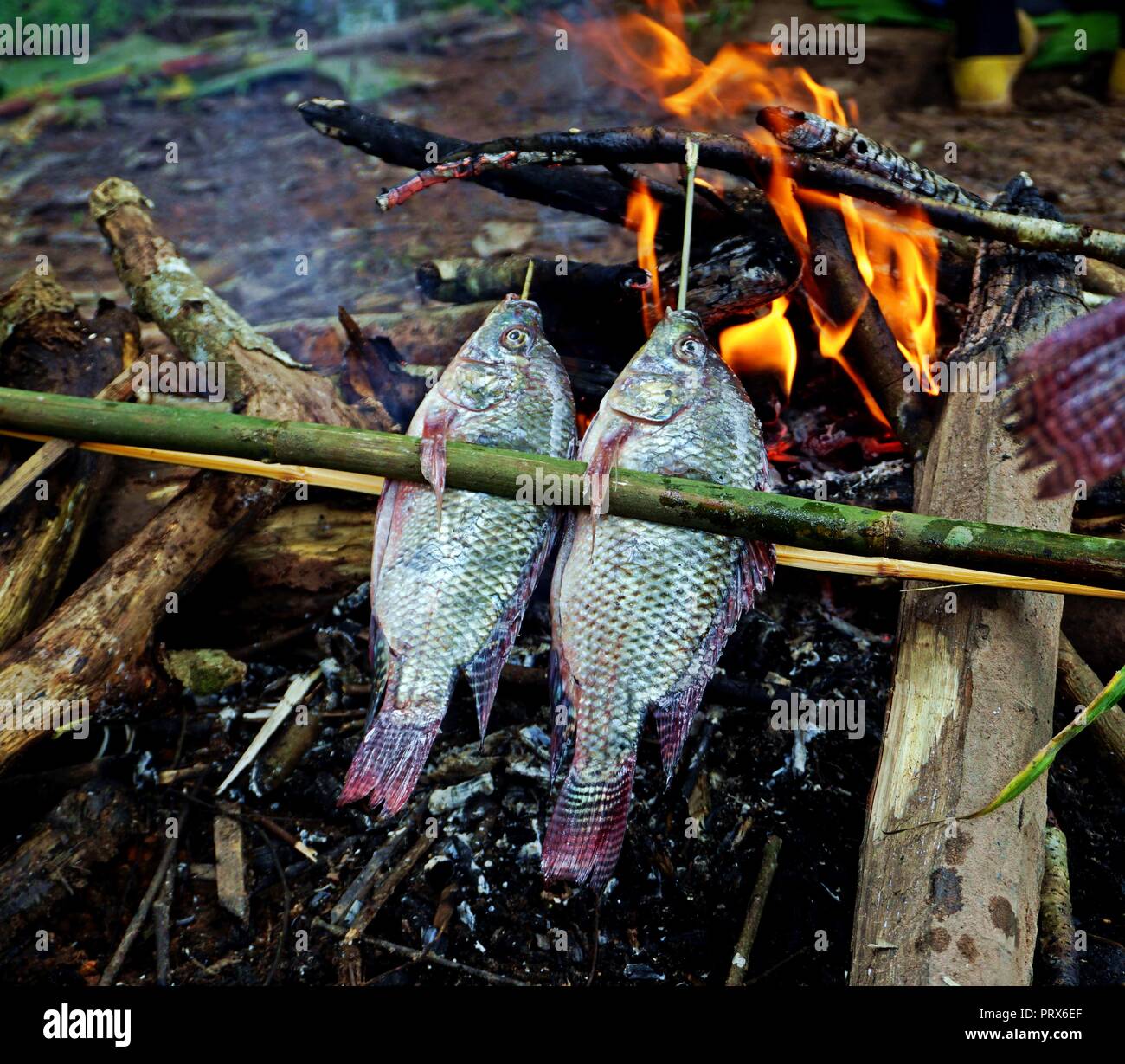 fresh fish grilled over bonfire, local life, Laos Stock Photo - Alamy