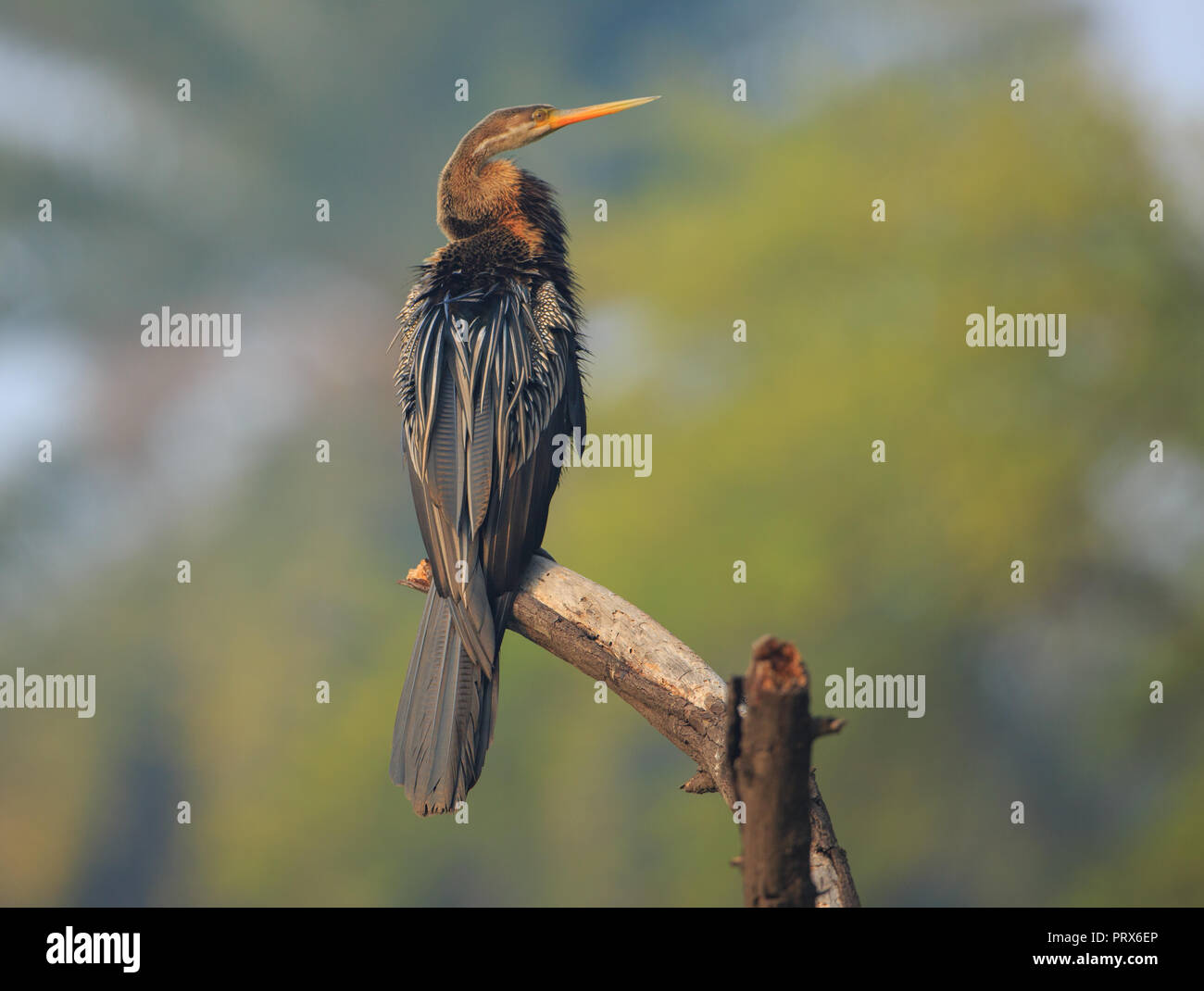 Wetland bird of india hi-res stock photography and images - Alamy