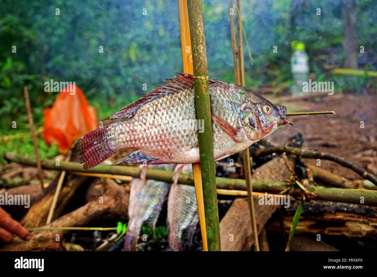 Laos rainforest hi-res stock photography and images - Alamy