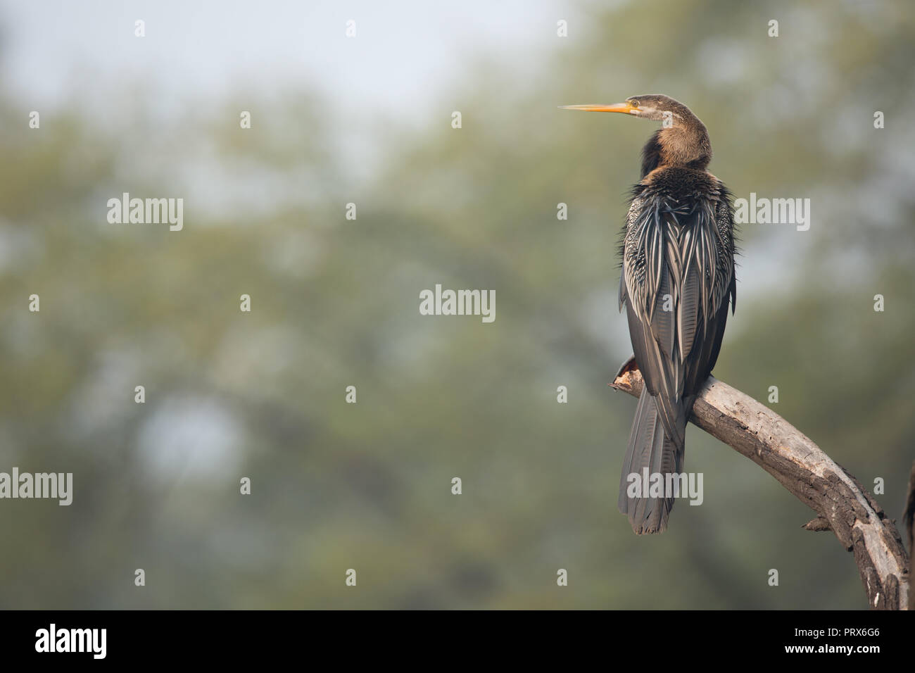 Wetland bird of india hi-res stock photography and images - Alamy