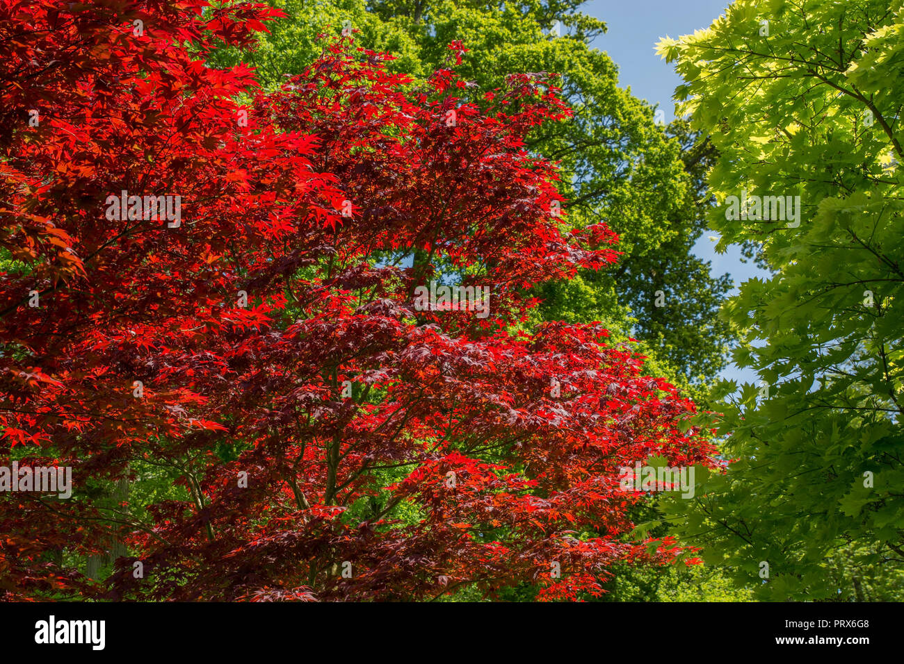 Bright red tree leaves (Acer) against background of mixed green tree ...