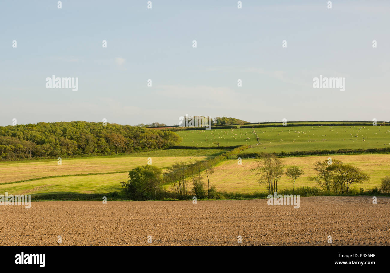 Sheep grazing in devon fields hi-res stock photography and images - Alamy