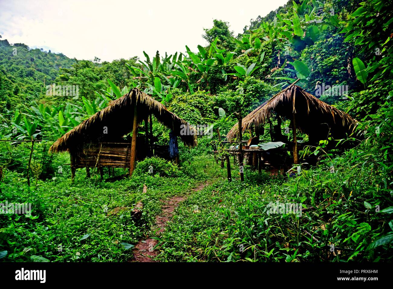traditional hut, campsite in lush tropical forest, Nam Ha National ...