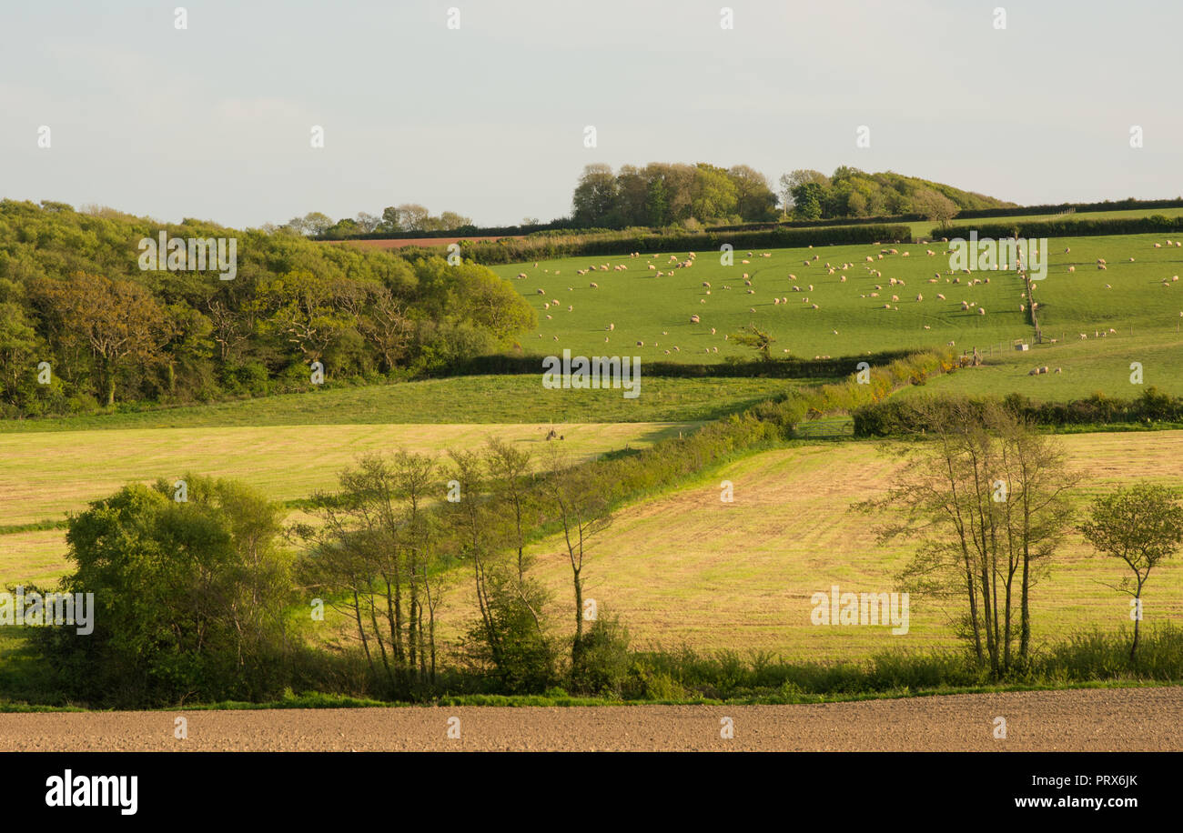 Devon hedges hi-res stock photography and images - Alamy