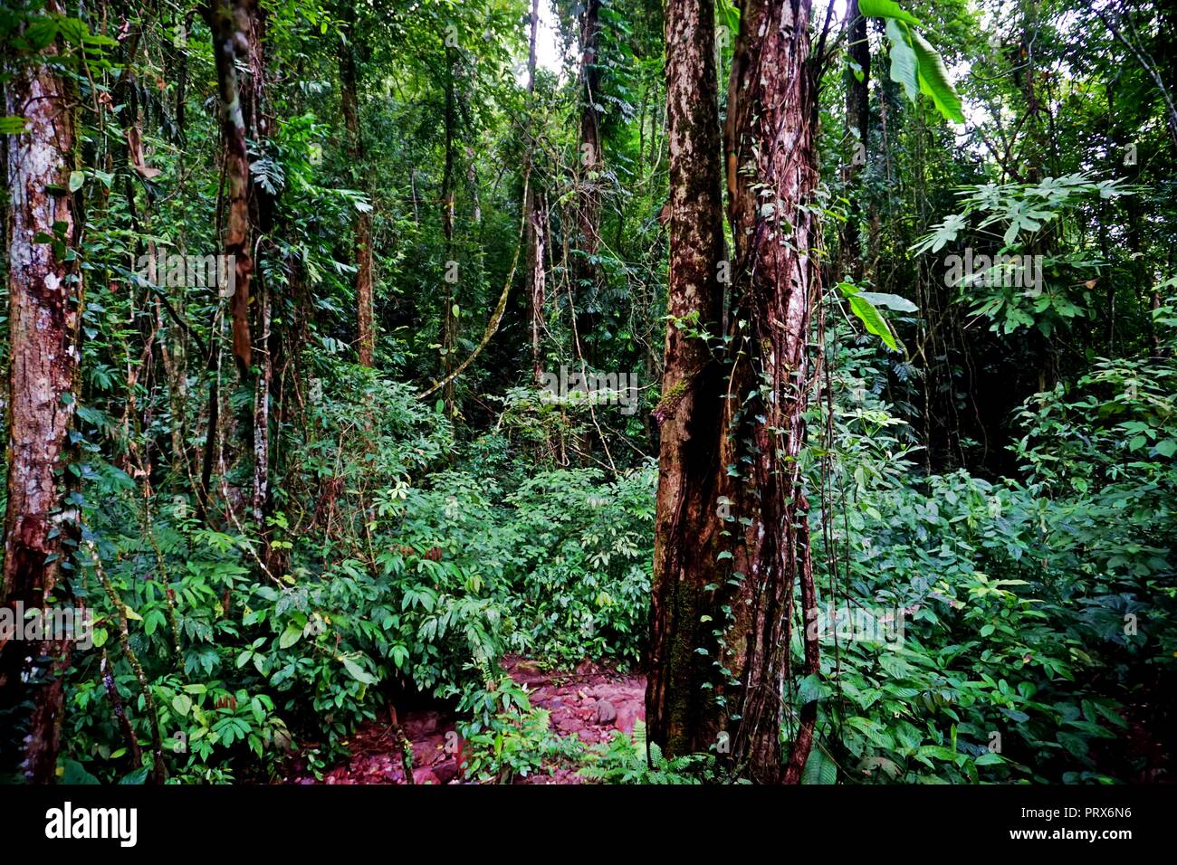 National tree of laos hi-res stock photography and images - Alamy