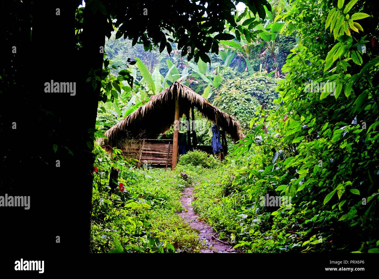 traditional hut, campsite in lush tropical forest, Nam Ha National ...