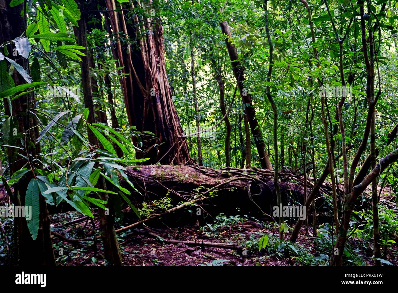 National tree of laos hi-res stock photography and images - Alamy