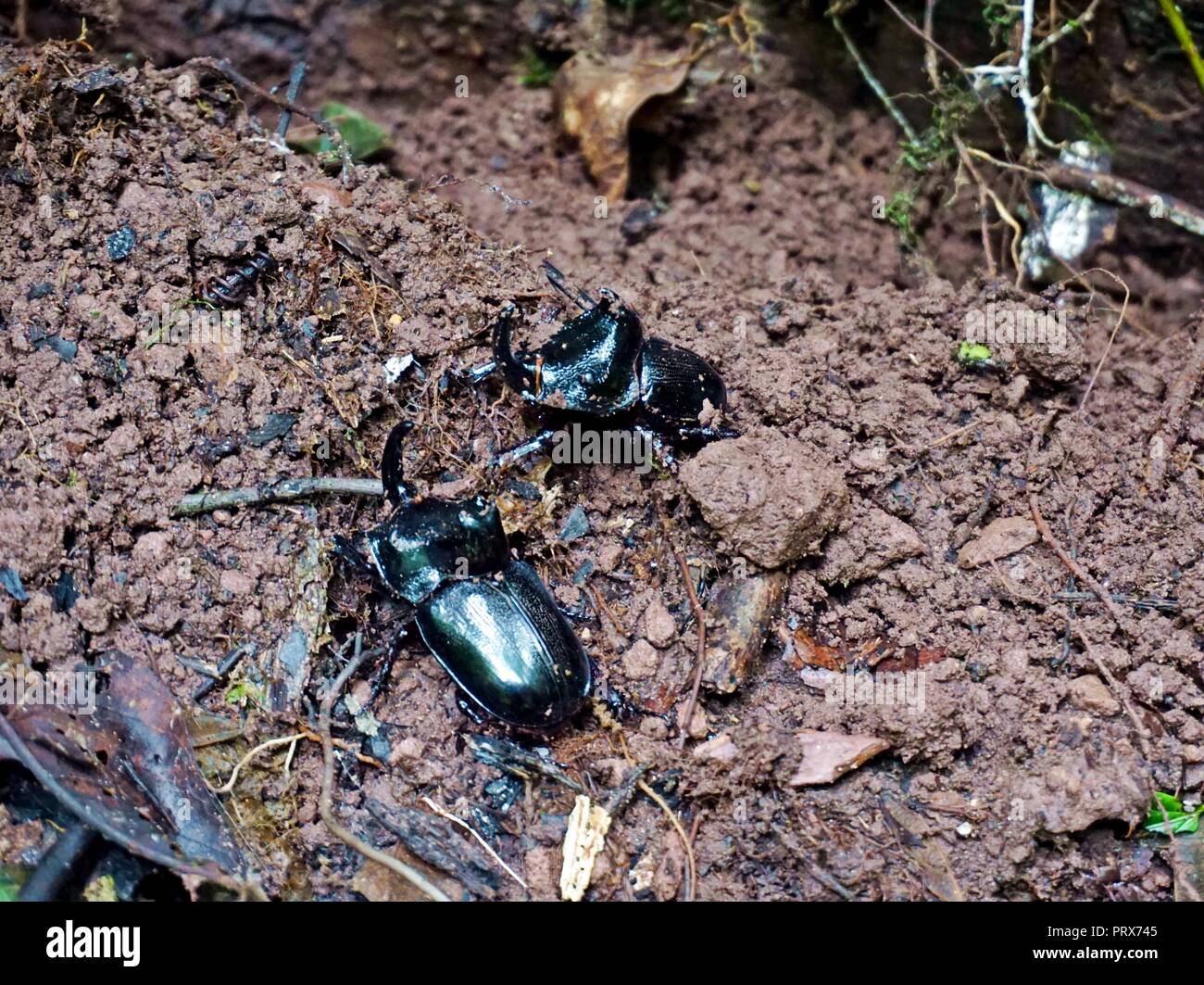 Asiatic rhinoceros beetle - taiacompany