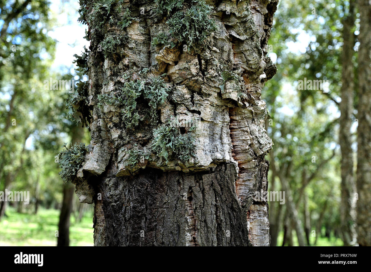 close-up of bark of a cork oak tree in maamora forest near Rabat ...