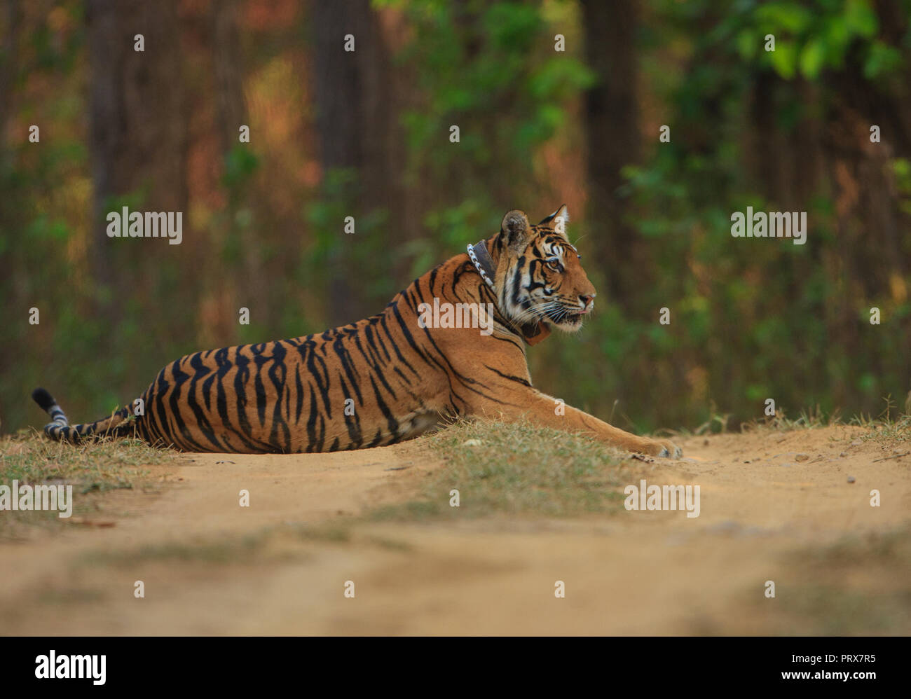 Radio Collared Bengal Tiger - at Kanha National Park (India Stock Photo ...