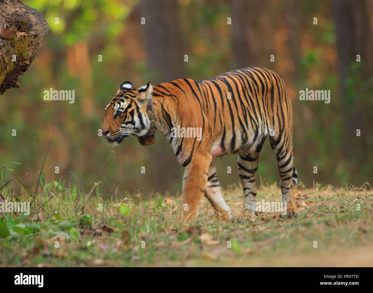 Radio Collared Bengal Tiger - at Kanha National Park (India Stock Photo ...
