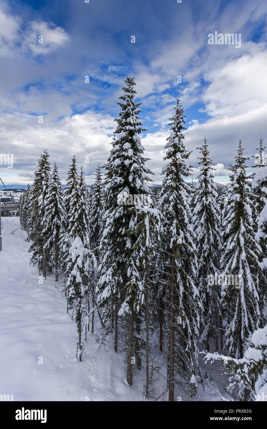 Winter landscape with Pines covered with snow in Rhodope Mountains near ...